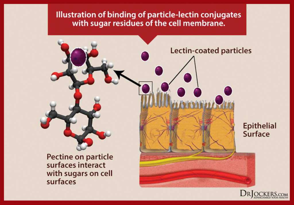 Why You Should Avoid Lectins in Your Diet! - DrJockers.com