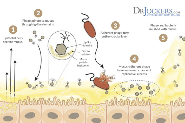 How Do Phages Improve the Microbiome? - DrJockers.com