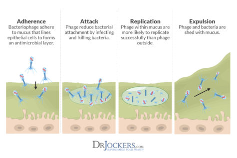 How Do Phages Improve the Microbiome? - DrJockers.com