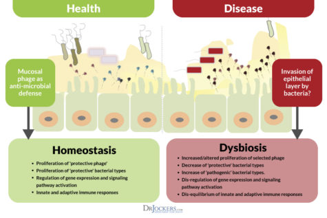 How Do Phages Improve the Microbiome? - DrJockers.com