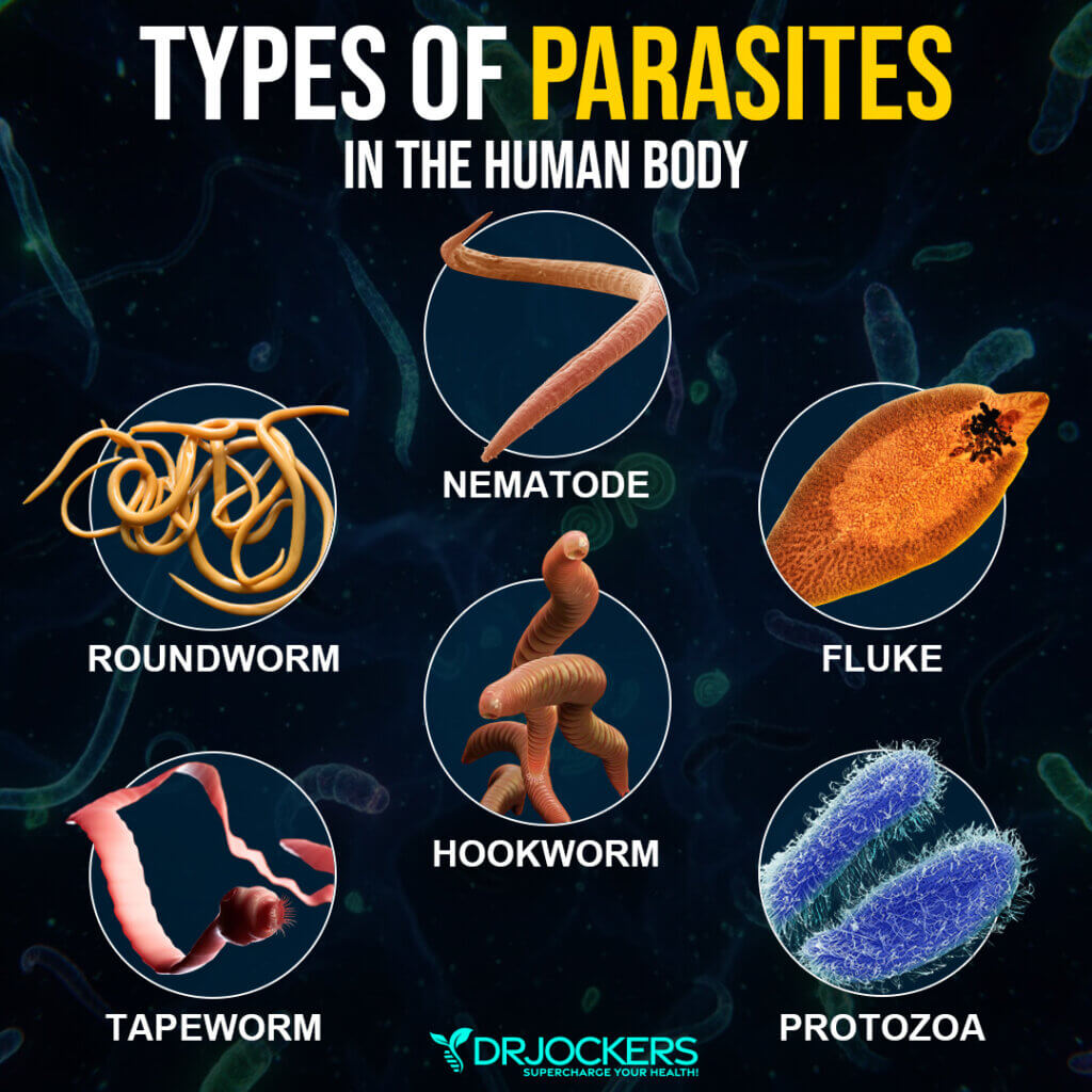 Full Moon Phase Parasite Protocol - DrJockers.com