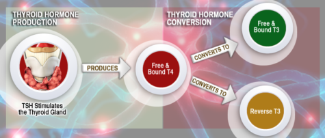 The Complete Thyroid Report - DrJockers.com