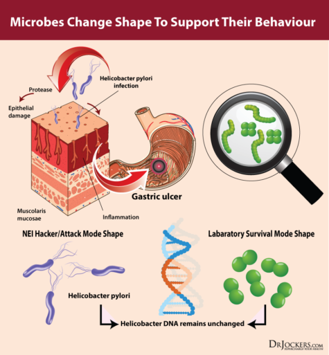 The Damaging Effects of H Pylori Infections - DrJockers.com