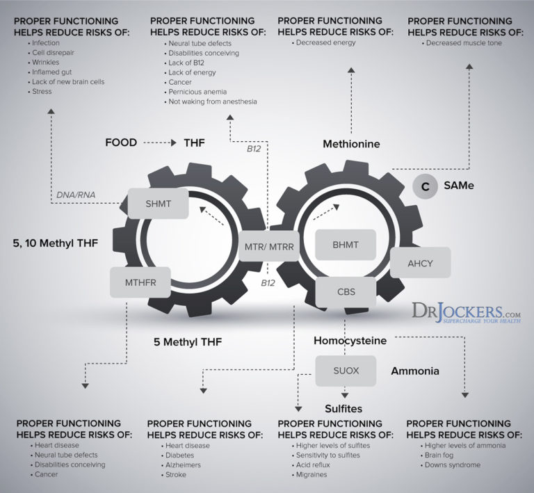 Understanding the Role of Methylation in Human Health