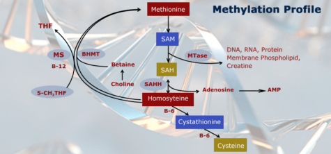 Understanding the Role of Methylation in Human Health