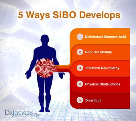 SIBO: Symptoms, Causes and Natural Support Strategies - DrJockers.com