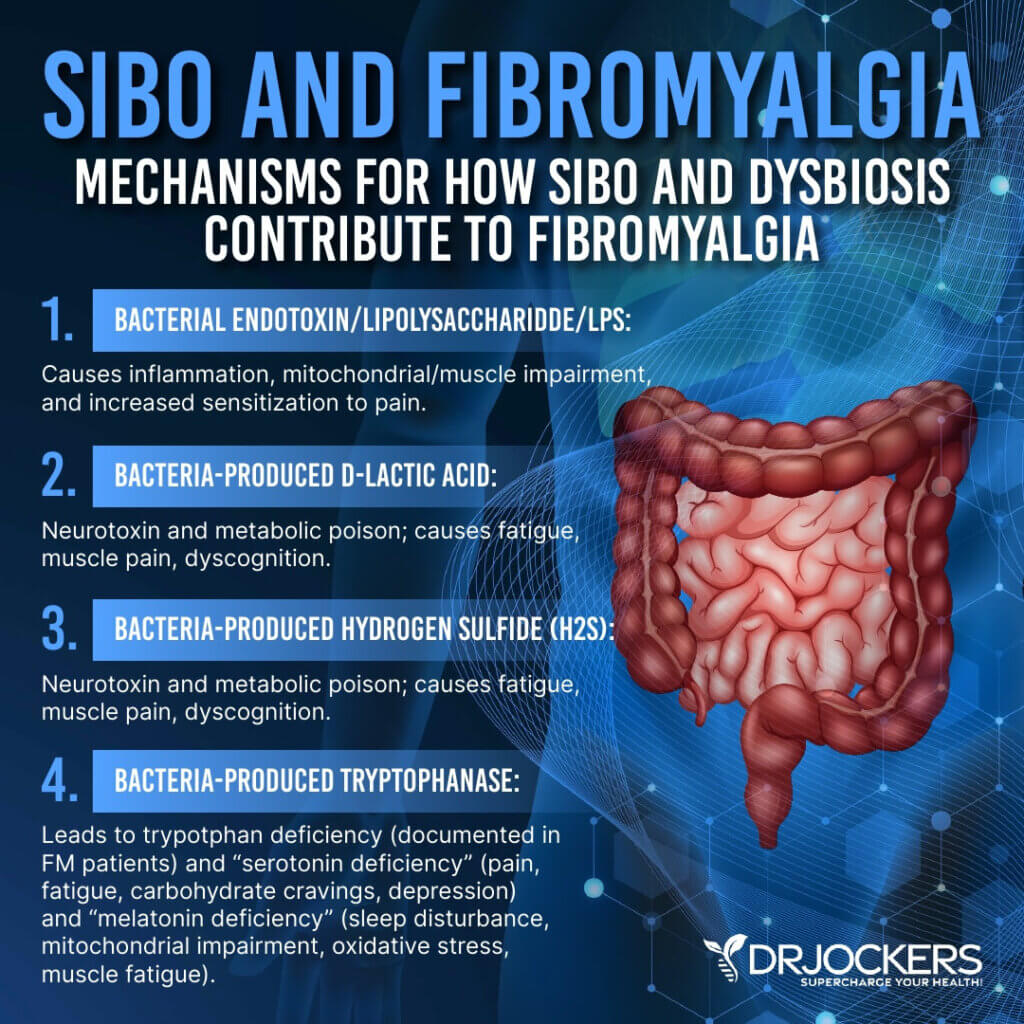 SIBO: Symptoms, Causes and Natural Support Strategies