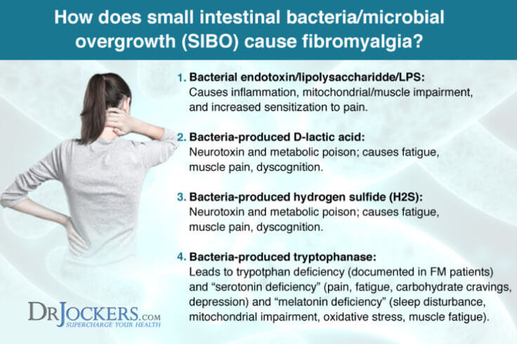 SIBO: Symptoms, Causes and Natural Support Strategies - DrJockers.com