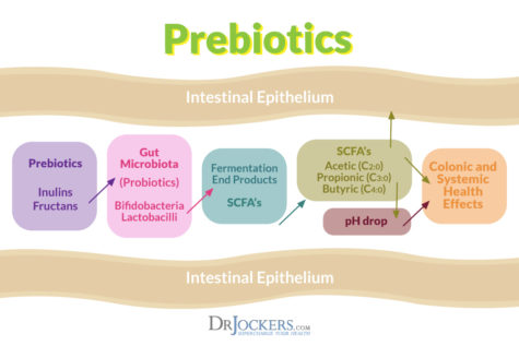 The Top 33 Prebiotic Foods for Your Digestive System