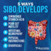 SIBO: Symptoms, Causes and Natural Support Strategies