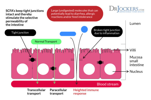 SCT Oil: Benefits for Brain and Gut Health - DrJockers.com