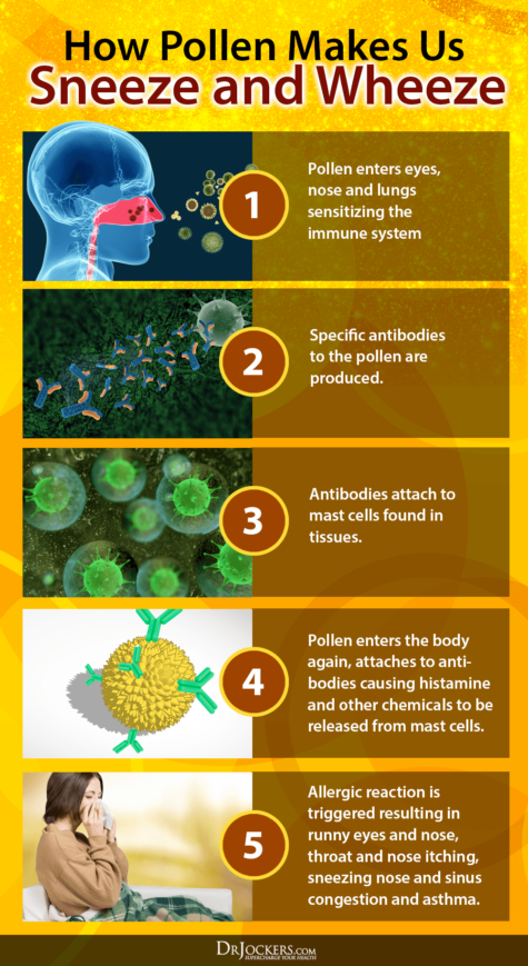 Seasonal Allergies: Symptoms, Causes & Support Strategies