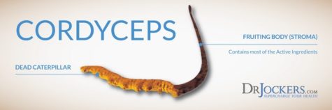 5 Benefits of Cordyceps For Your Brain and Body - DrJockers.com