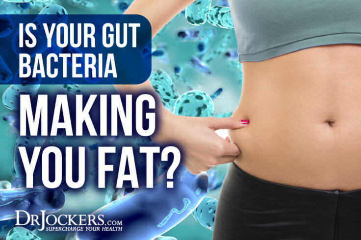 Is Your Gut Bacteria Making You Fat? - DrJockers.com