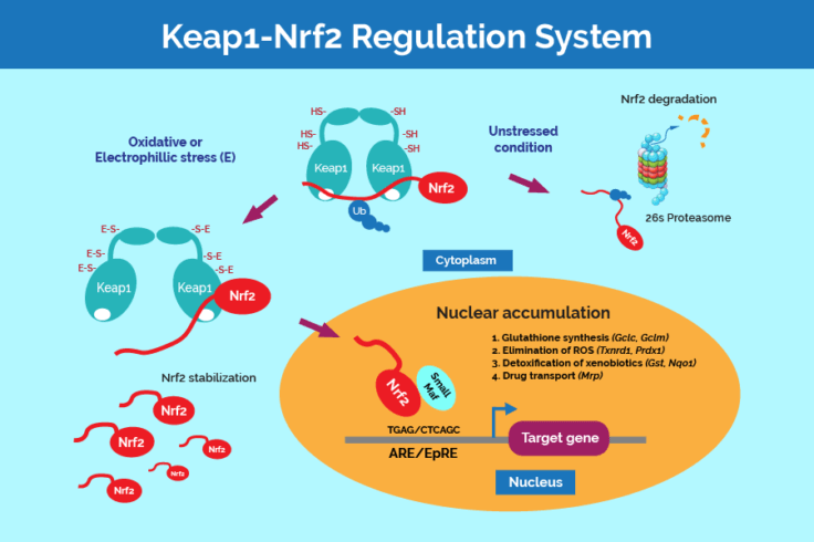 5 Ways to Activate the Anti-oxidant Benefits of Nrf2