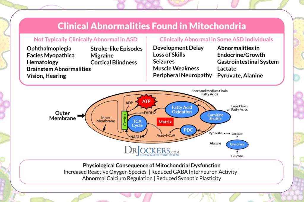 Mitochondrial Dysfunction and Chronic Disease - DrJockers.com
