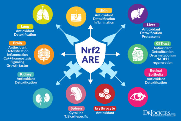 5 Ways to Activate the Anti-oxidant Benefits of Nrf2