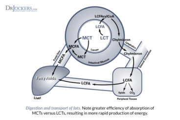 5 Reasons to Use MCT Oil for Ketosis - DrJockers.com