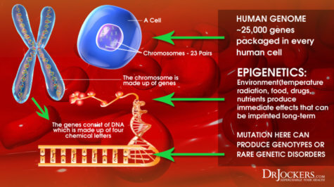 What is the MTHFR Gene Mutation and Its Role in Health?