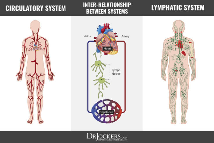 10 Ways to Improve Your Lymphatic System - DrJockers.com
