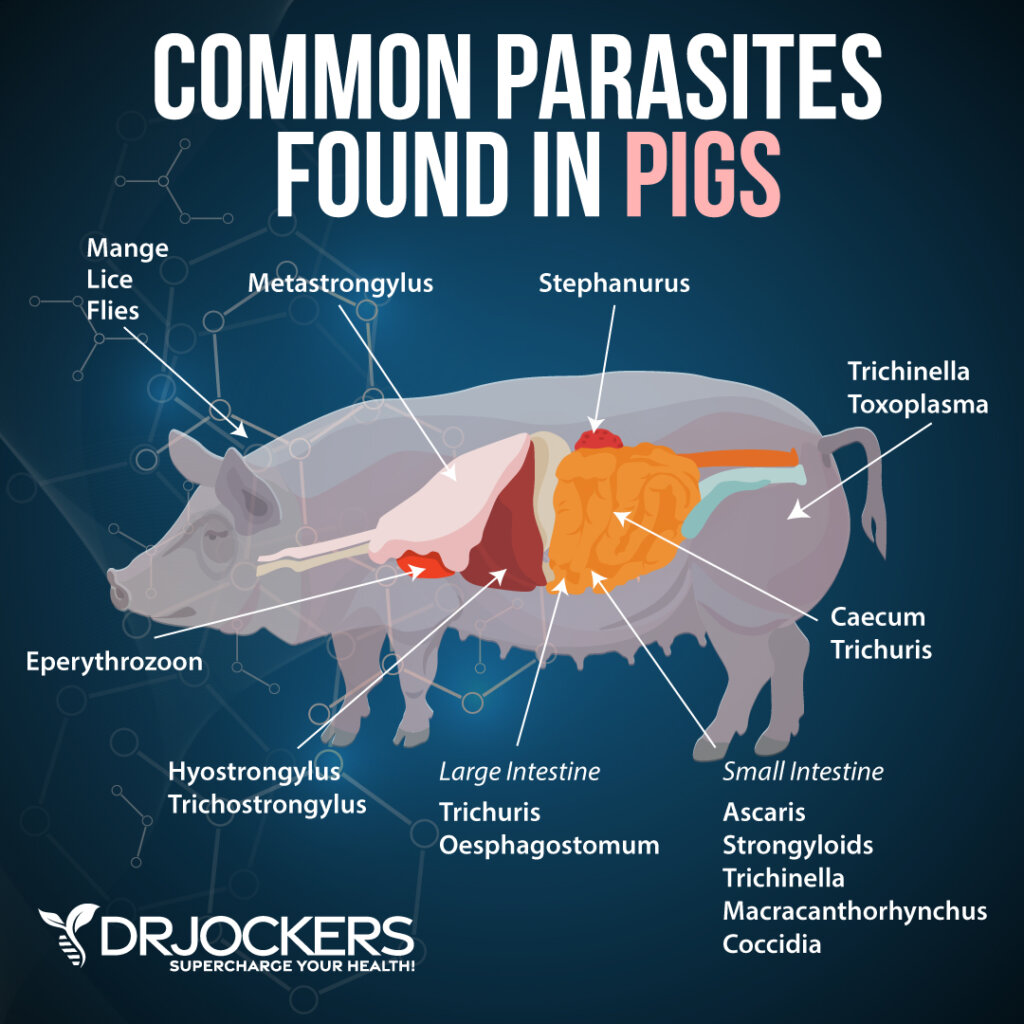 Why I Don't Eat Pig Meat and Don't Recommend It - DrJockers.com