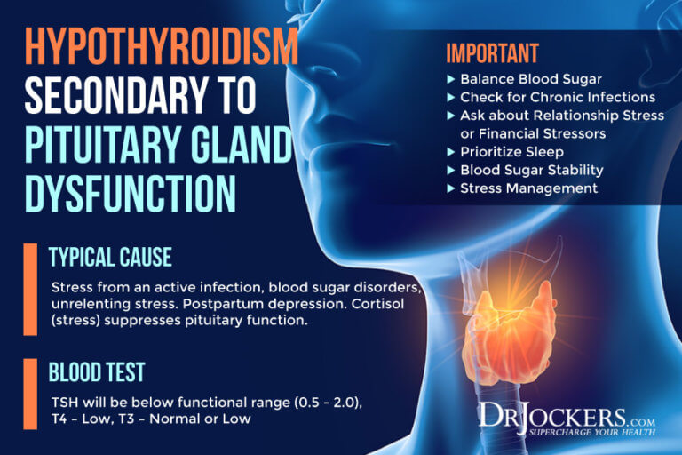 How to Properly Test Thyroid Function with Labs - DrJockers.com