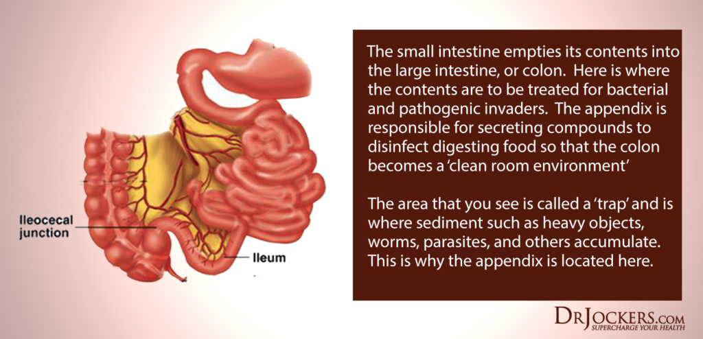The Benefits Of Ileocecal Valve Massage