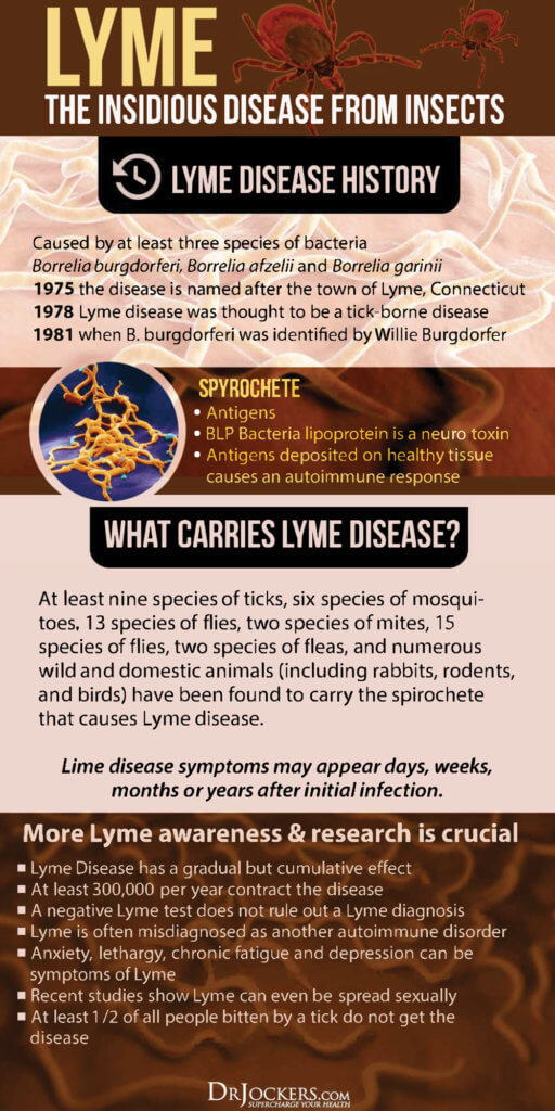 Lyme Disease: Symptoms, Causes and Natural Support Strategies