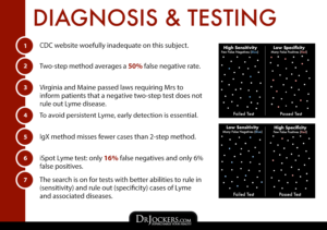 Lyme Disease: Symptoms, Causes and Natural Support Strategies