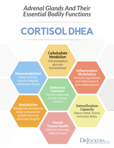 7 Ways To Balance Cortisol Levels - DrJockers.com