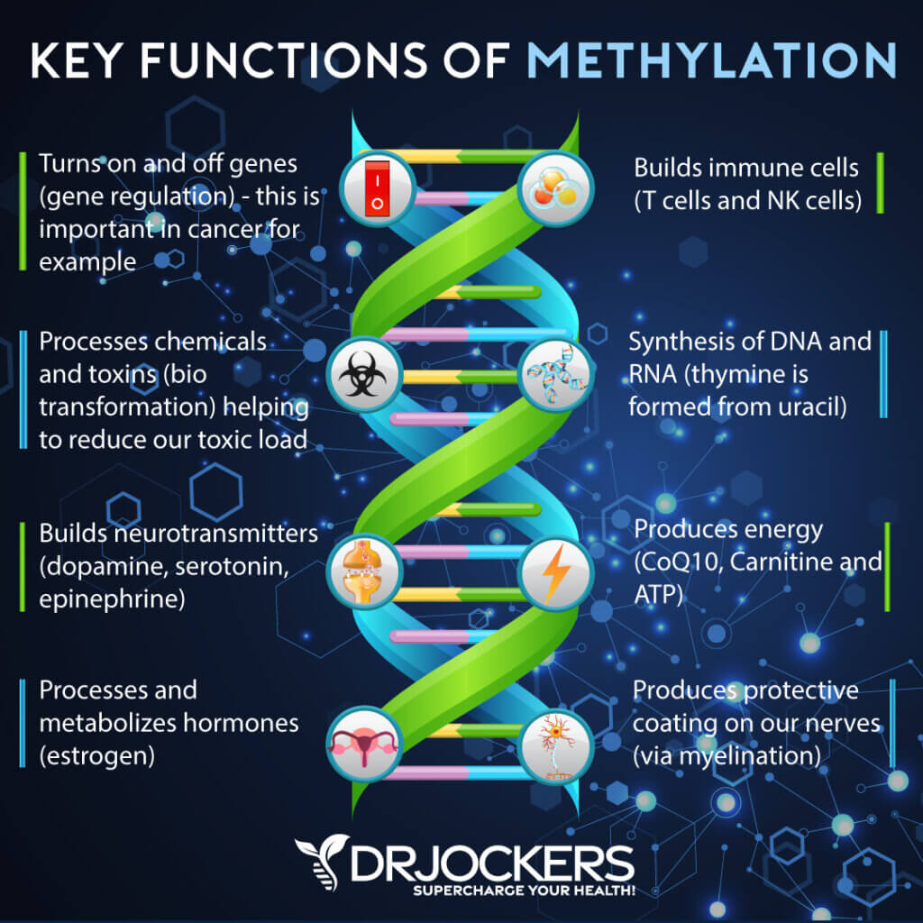 Understanding the Role of Methylation in Human Health