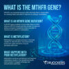 What is the MTHFR Gene Mutation and Its Role in Health?