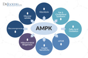 SCT Oil: Benefits for Brain and Gut Health - DrJockers.com