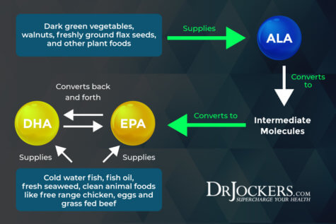 Omega 3 Fatty Acids and Cellular Health - DrJockers.com