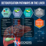 Testing Liver Function: Key Lab Markers and Functional Analysis