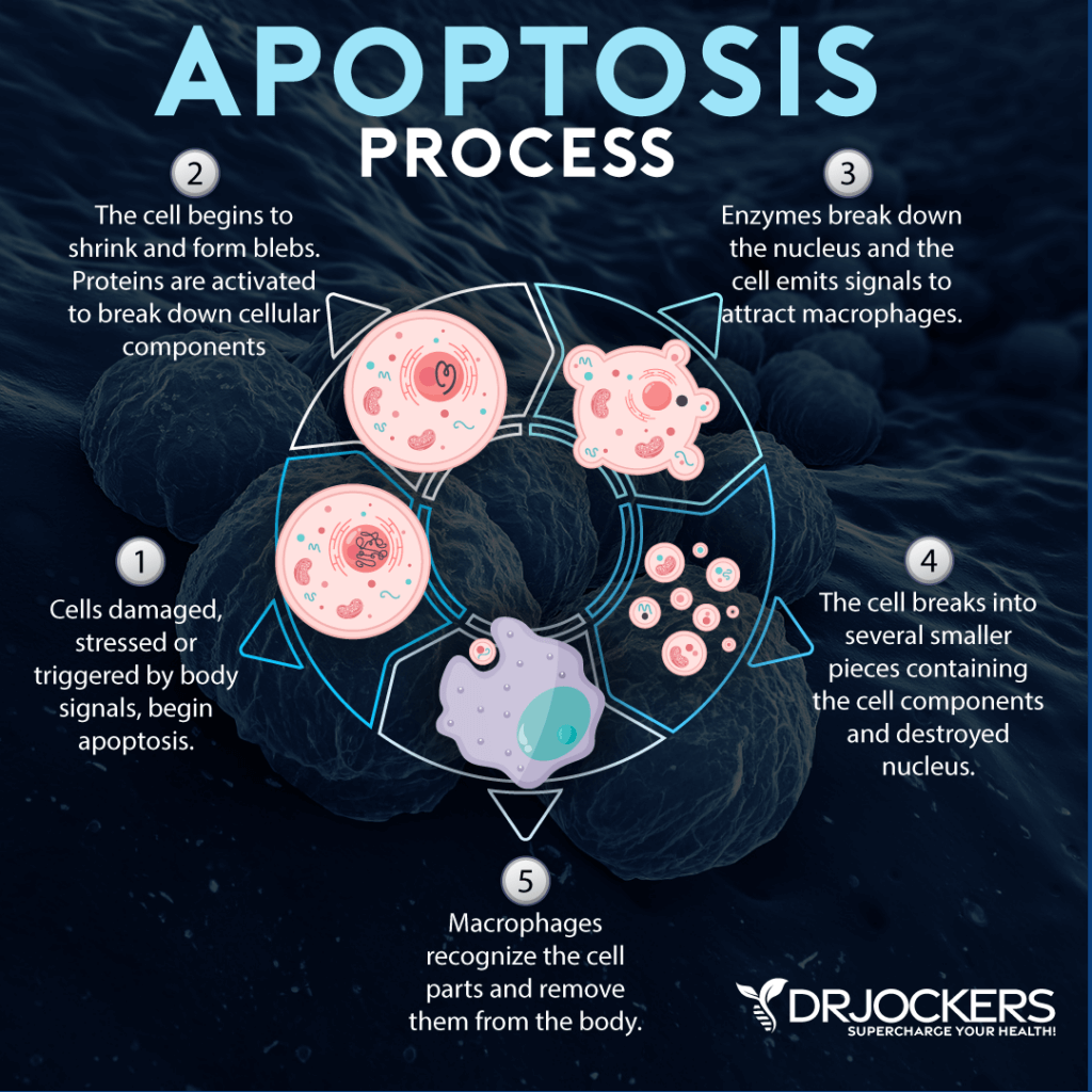 Using Fasting Strategies for Natural Cancer Healing