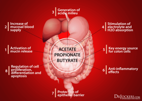 SCT Oil: Benefits for Brain and Gut Health - DrJockers.com