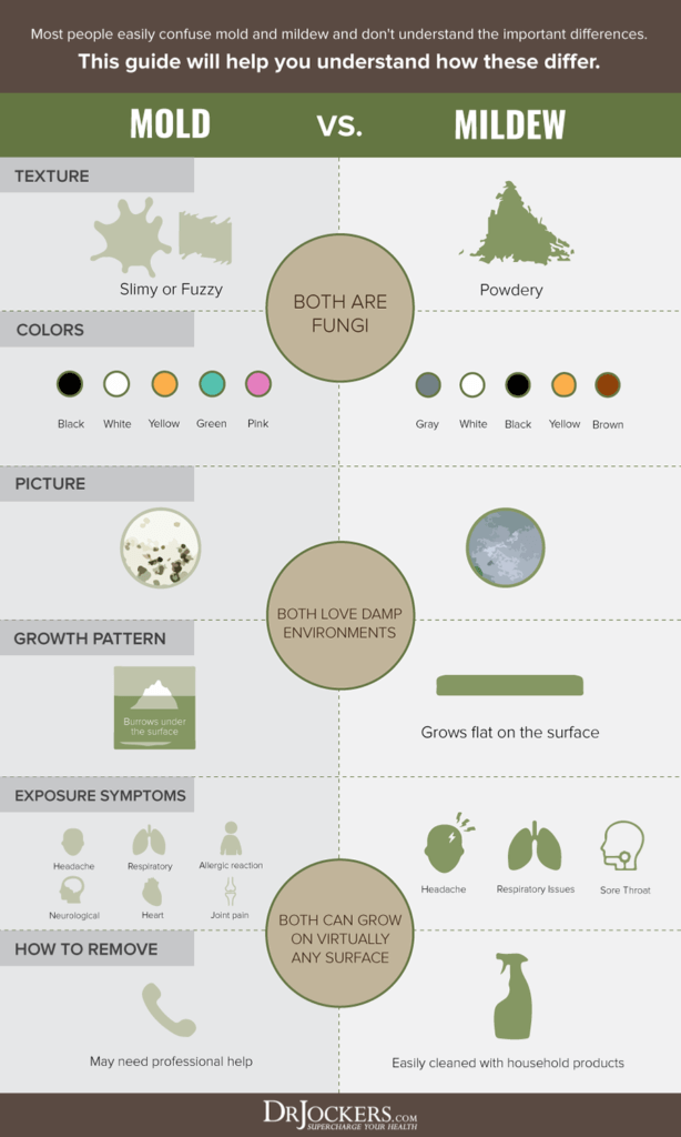 Mold Exposure: Signs of Mold Growth & Health Risks