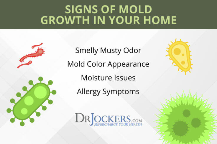 Mold Toxicity: The Effects of Living in A House with Mold