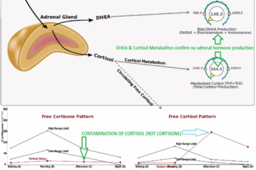 The DUTCH Complete Hormone Panel - DrJockers.com