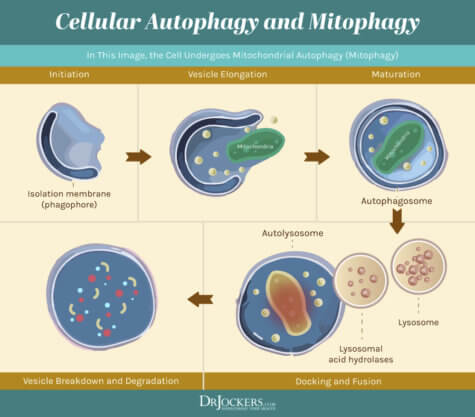 Autophagy: What is It and 8 Ways to Enhance It - DrJockers.com