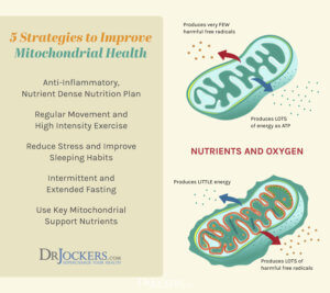 Mitochondrial Health: 5 Ways to Improve Cellular Energy