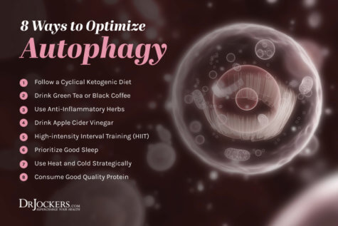 Autophagy: What is It and 8 Ways to Enhance It - DrJockers.com