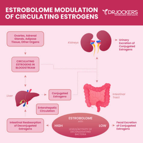 7 Ways to Improve Estrogen Metabolism - DrJockers.com