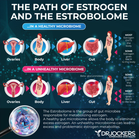 Gi Map Interpretation Discover The Health Of Your Microbiome