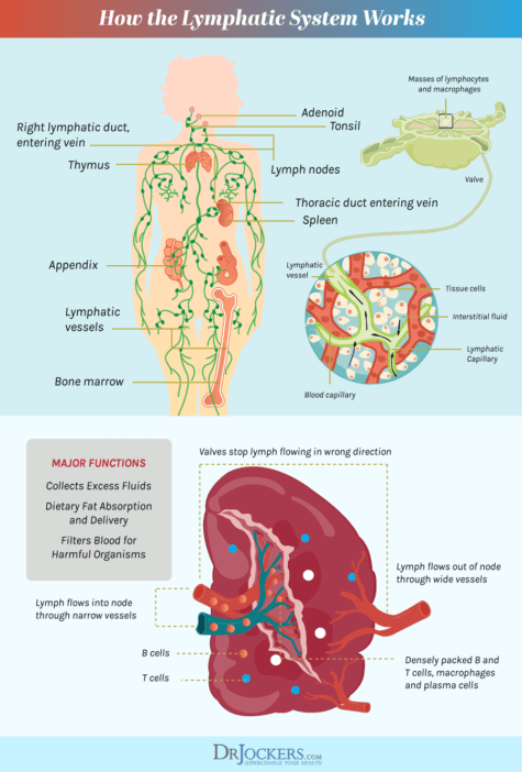 Lymphatic Cleansing: 8 Ways to Clear Lymph Congestion