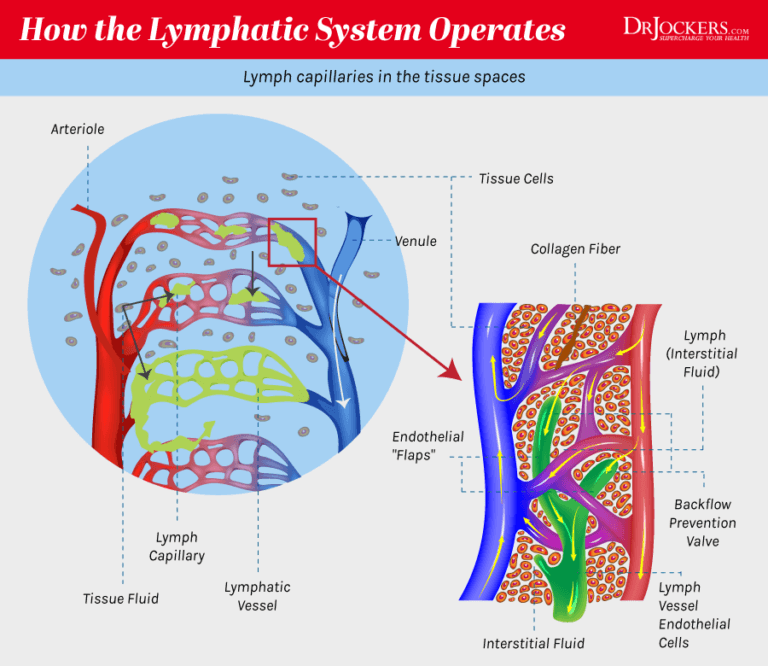 Lymphatic Cleansing: 8 Ways to Clear Lymph Congestion