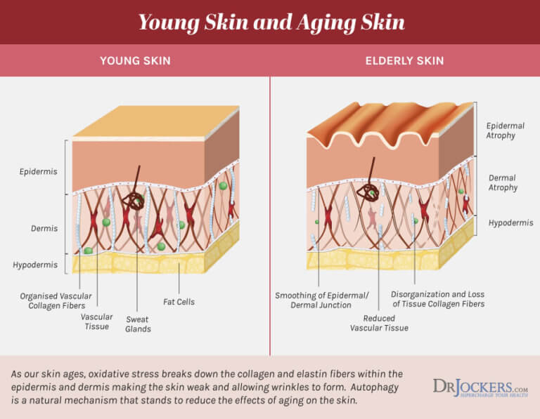 Skin Autophagy: 10 Strategies to Rejuvenate Your Skin - DrJockers.com