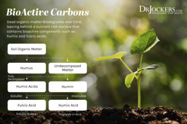 BioActive Carbons: High Energy Compounds for Detox and Vitality