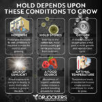 Mold Exposure: Signs of Mold Growth & Health Risks
